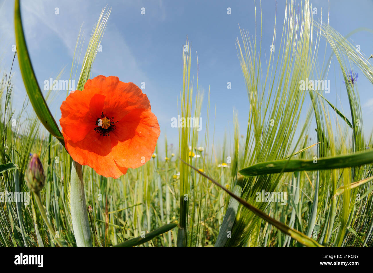 Long pod poppy hi-res stock photography and images - Alamy