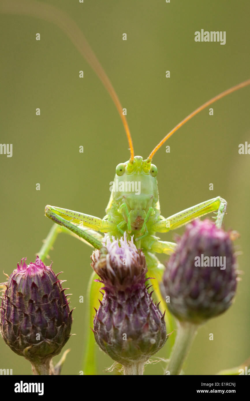 Great Green grashopper Stock Photo - Alamy