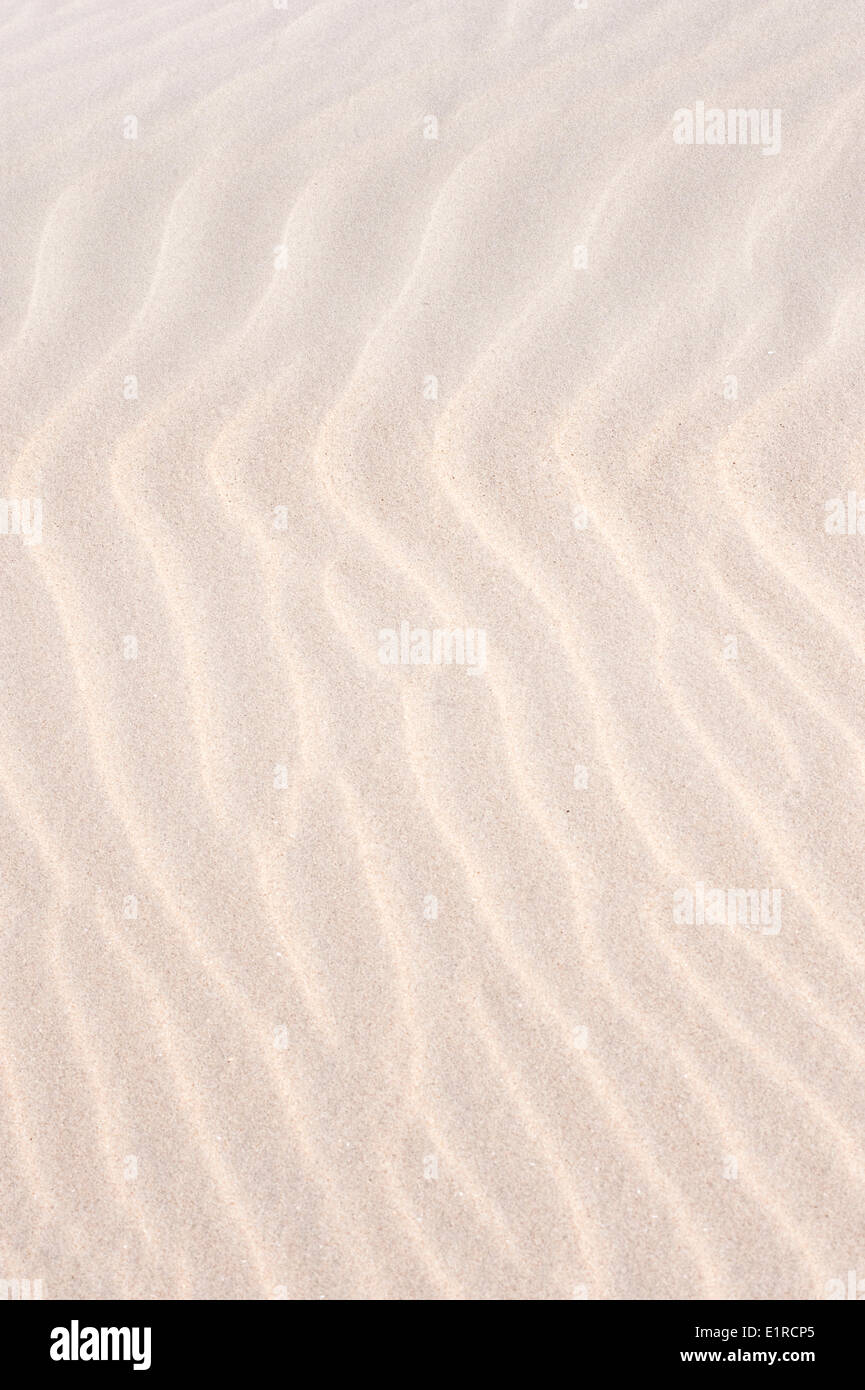 Primary dunes along the Dutch coast Stock Photo - Alamy