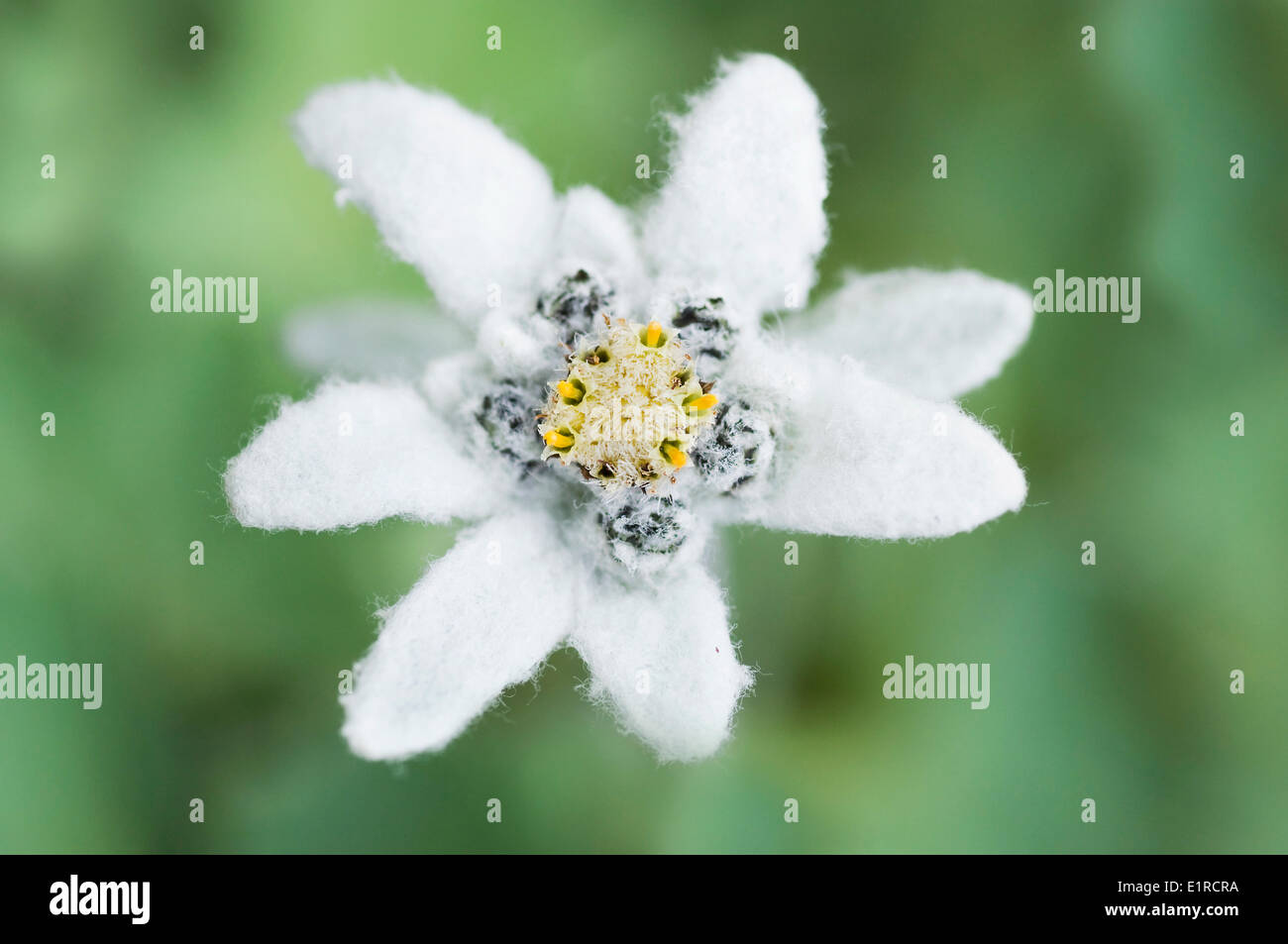 Top view of Edelweiss Stock Photo - Alamy
