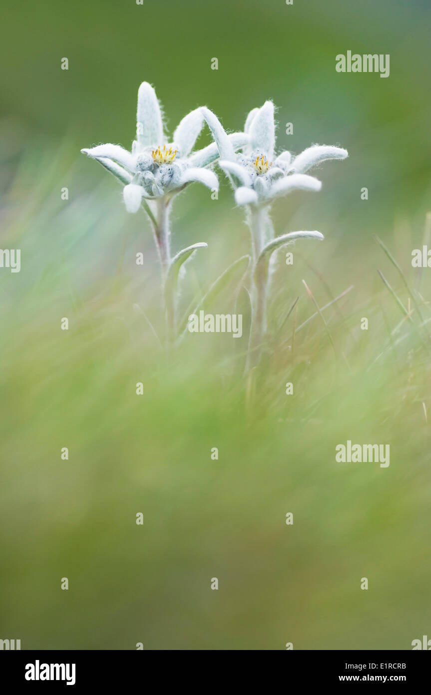 Edelweiss austria hi-res stock photography and images - Alamy