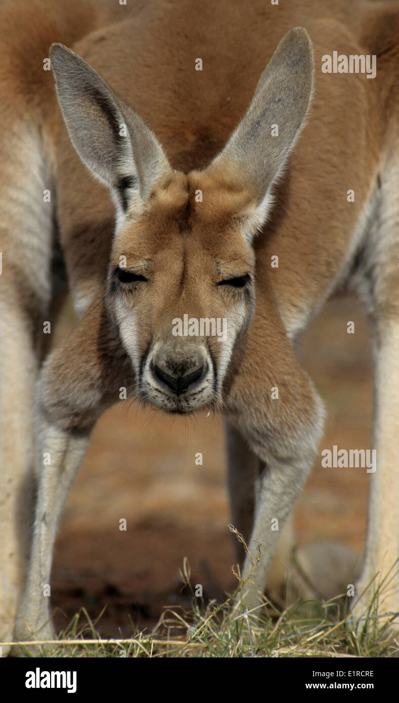 Red Kangaroo in close-up Stock Photo - Alamy