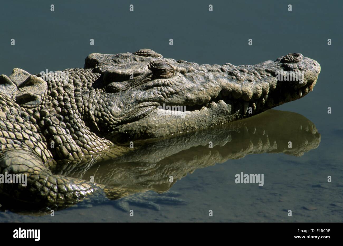 Crocodile in nature hi-res stock photography and images - Alamy
