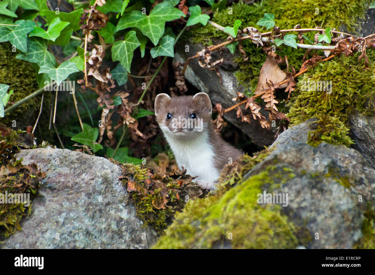 Stoat is inspecting it's habitat near an entrance of it's hole Stock ...