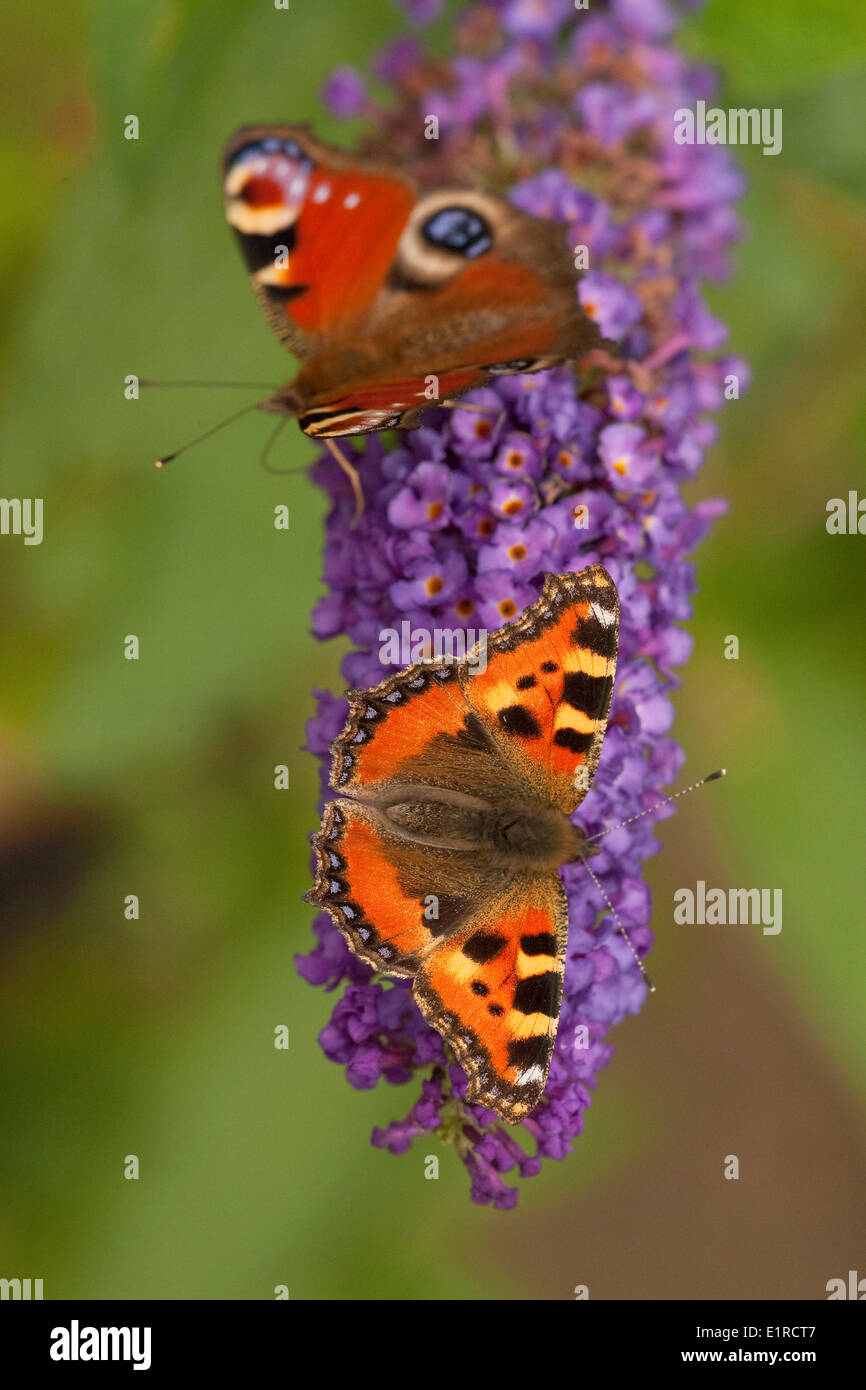 European butterflies hi-res stock photography and images - Alamy