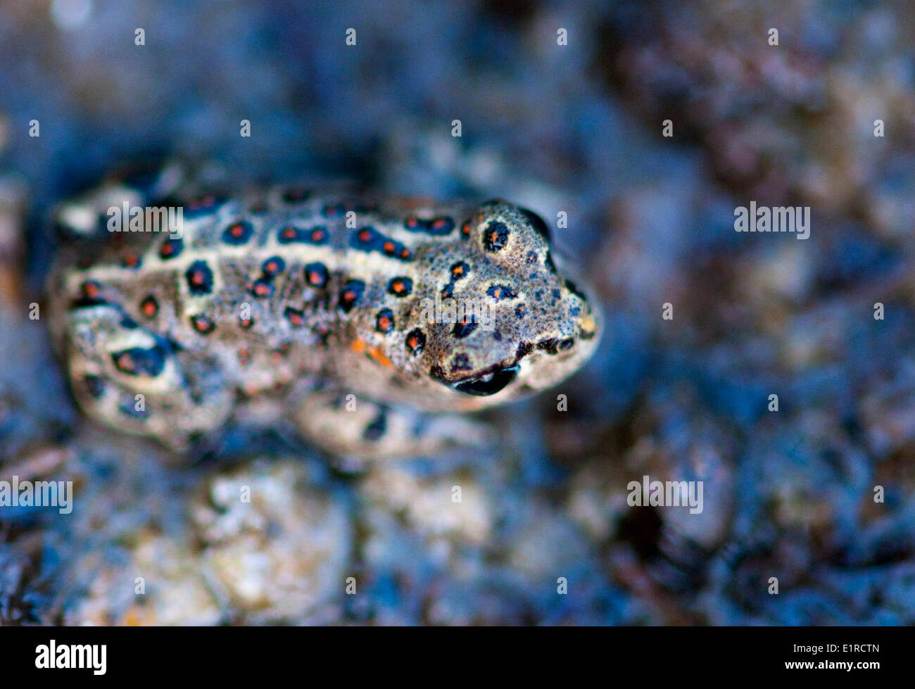 natterjack toad as seen from above Stock Photo - Alamy