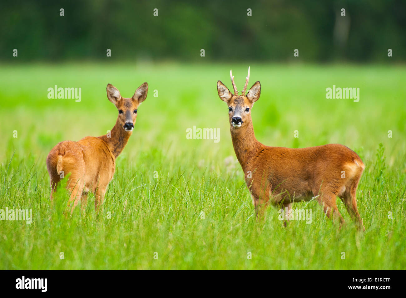 roe deer couple during the annual rut Stock Photo - Alamy