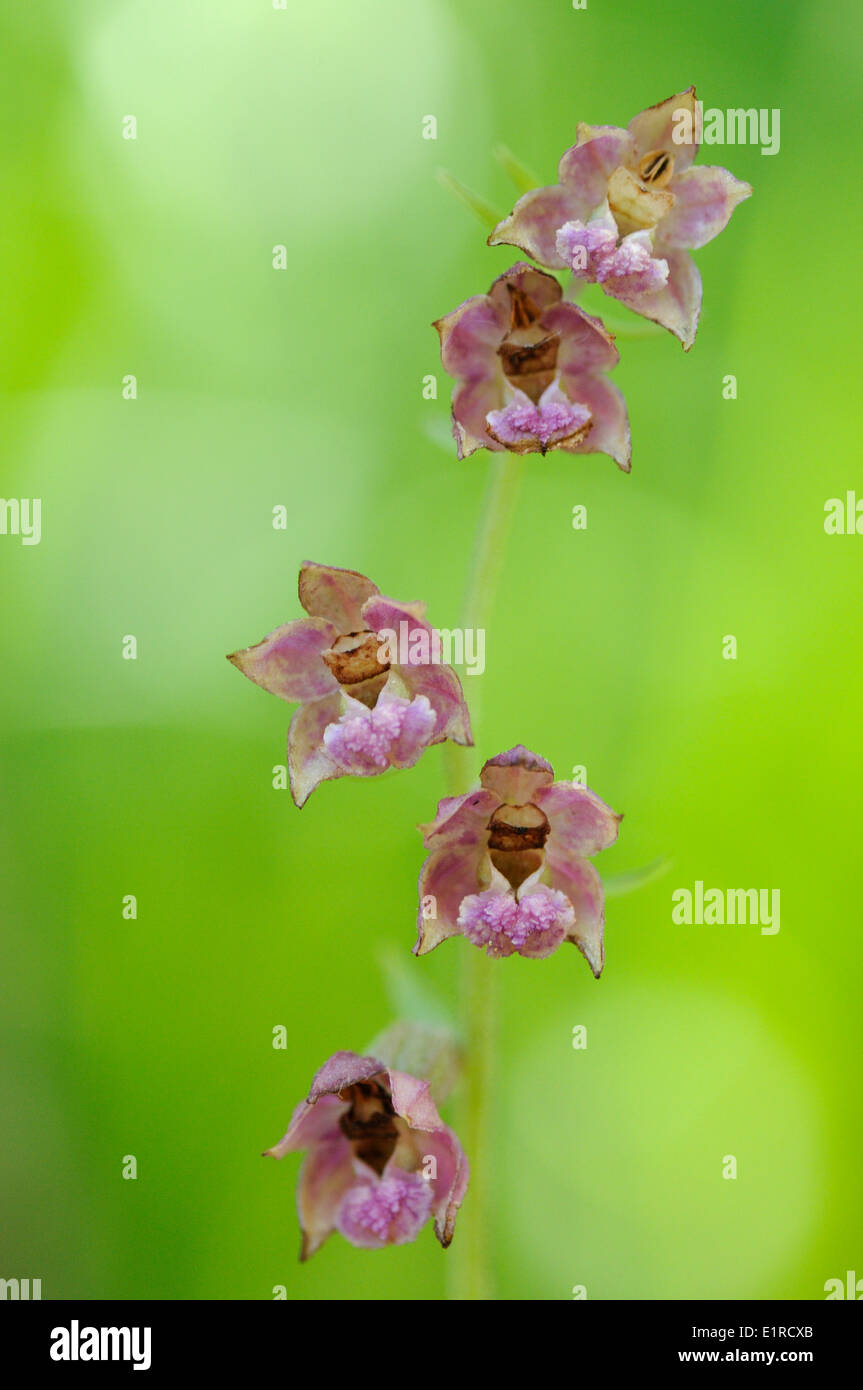 Flowering Dark red Helleborine Stock Photo - Alamy