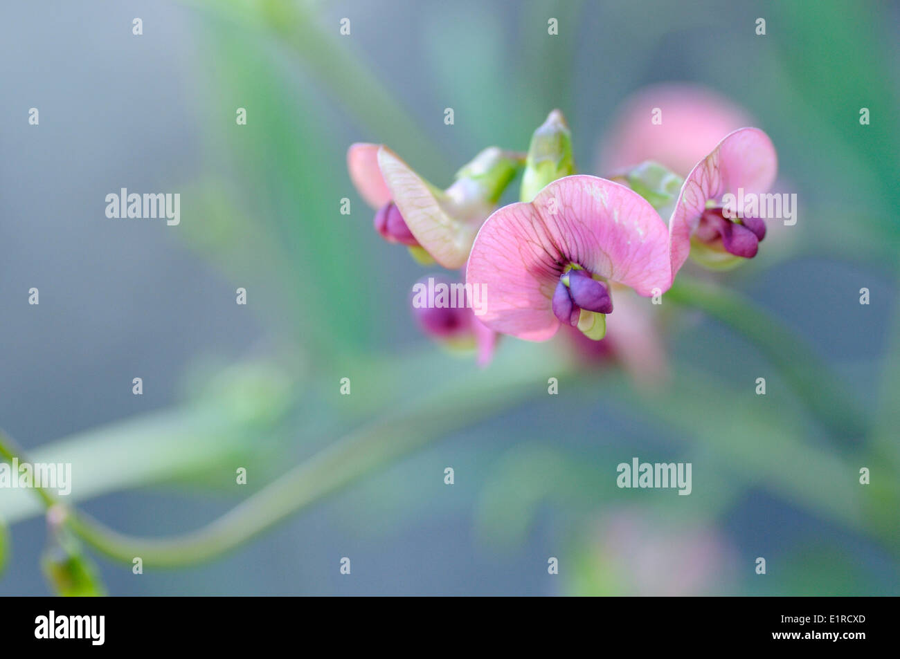 Flat pea lathyrus sylvestris hi-res stock photography and images - Alamy