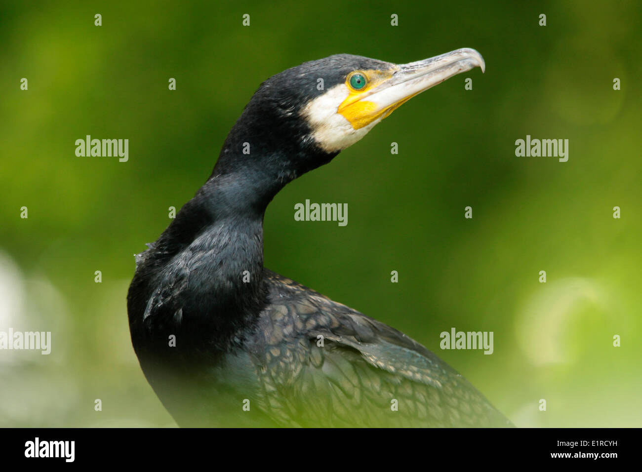 Portrait of a Great cormorant Stock Photo - Alamy