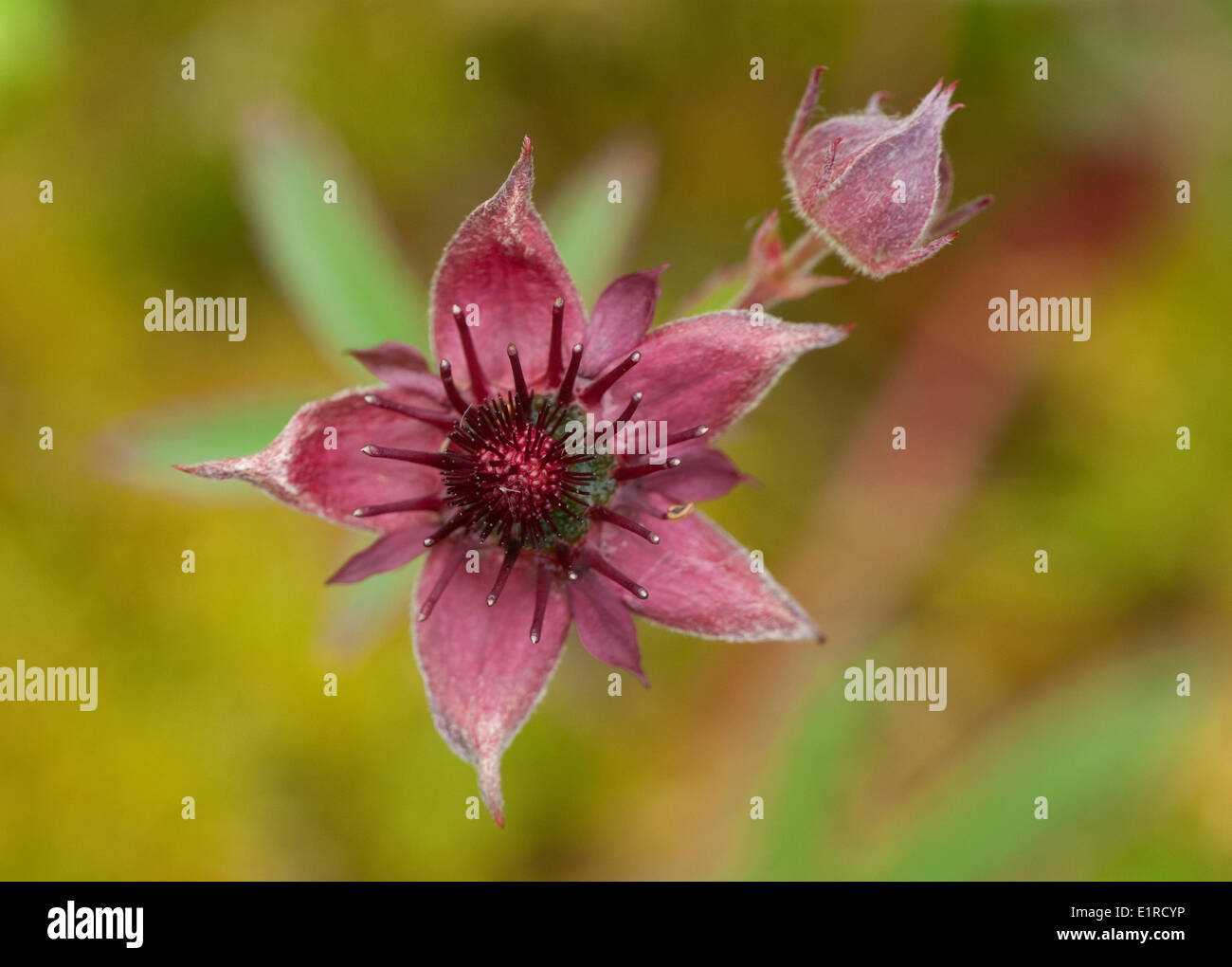 Marsh Cinquefoil seen from above Stock Photo - Alamy