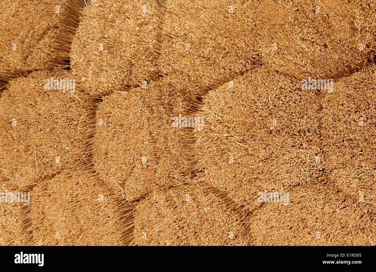 Reedculture hi-res stock photography and images - Alamy