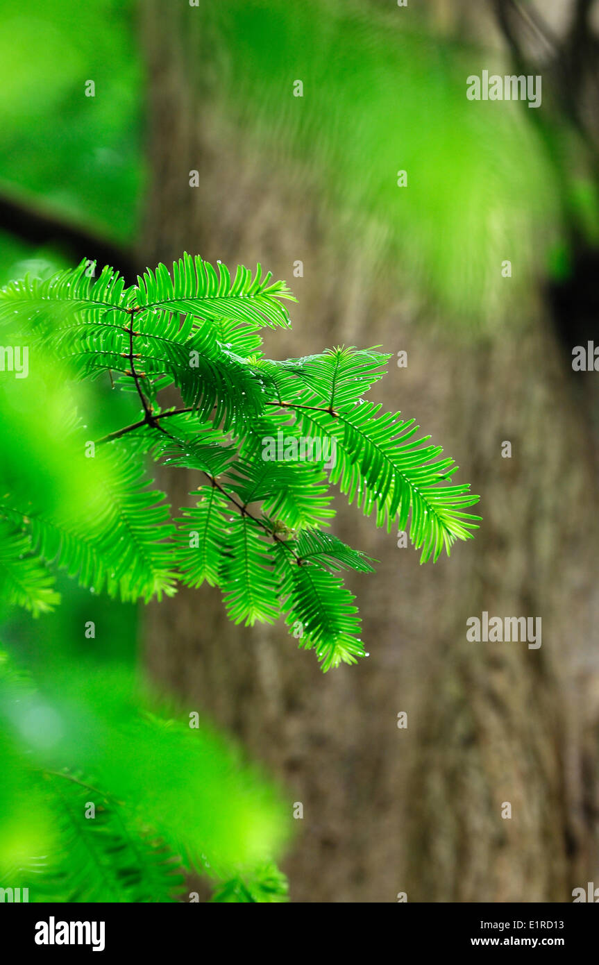 Redwood trees family hi-res stock photography and images - Alamy