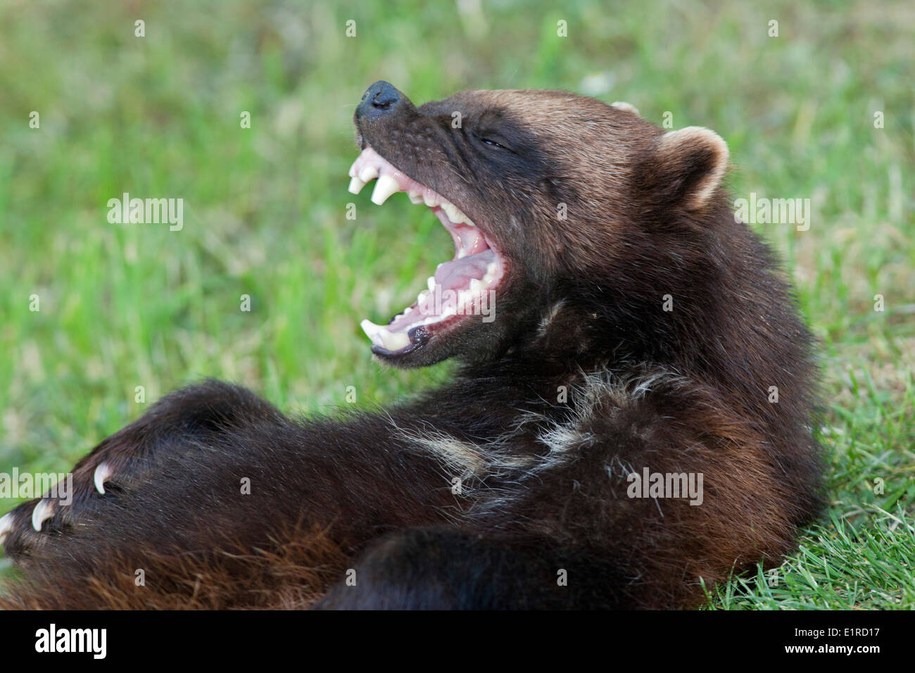 photo of a wolverine with its mouth open Stock Photo: 69971251 - Alamy