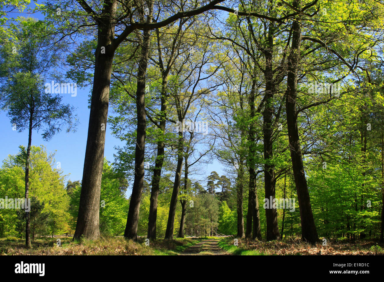 Edge oak forest hi-res stock photography and images - Alamy