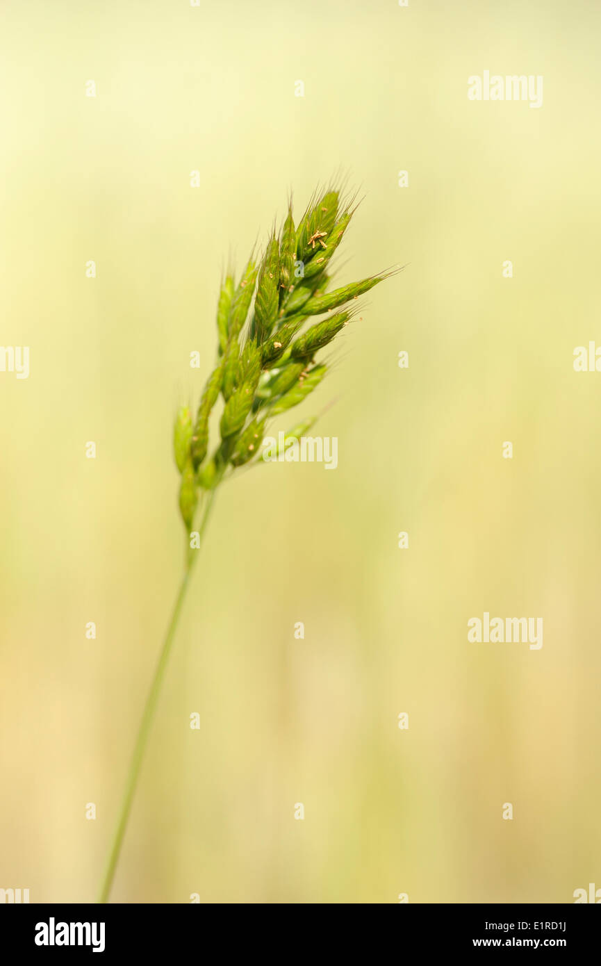 Common soft brome hi-res stock photography and images - Alamy