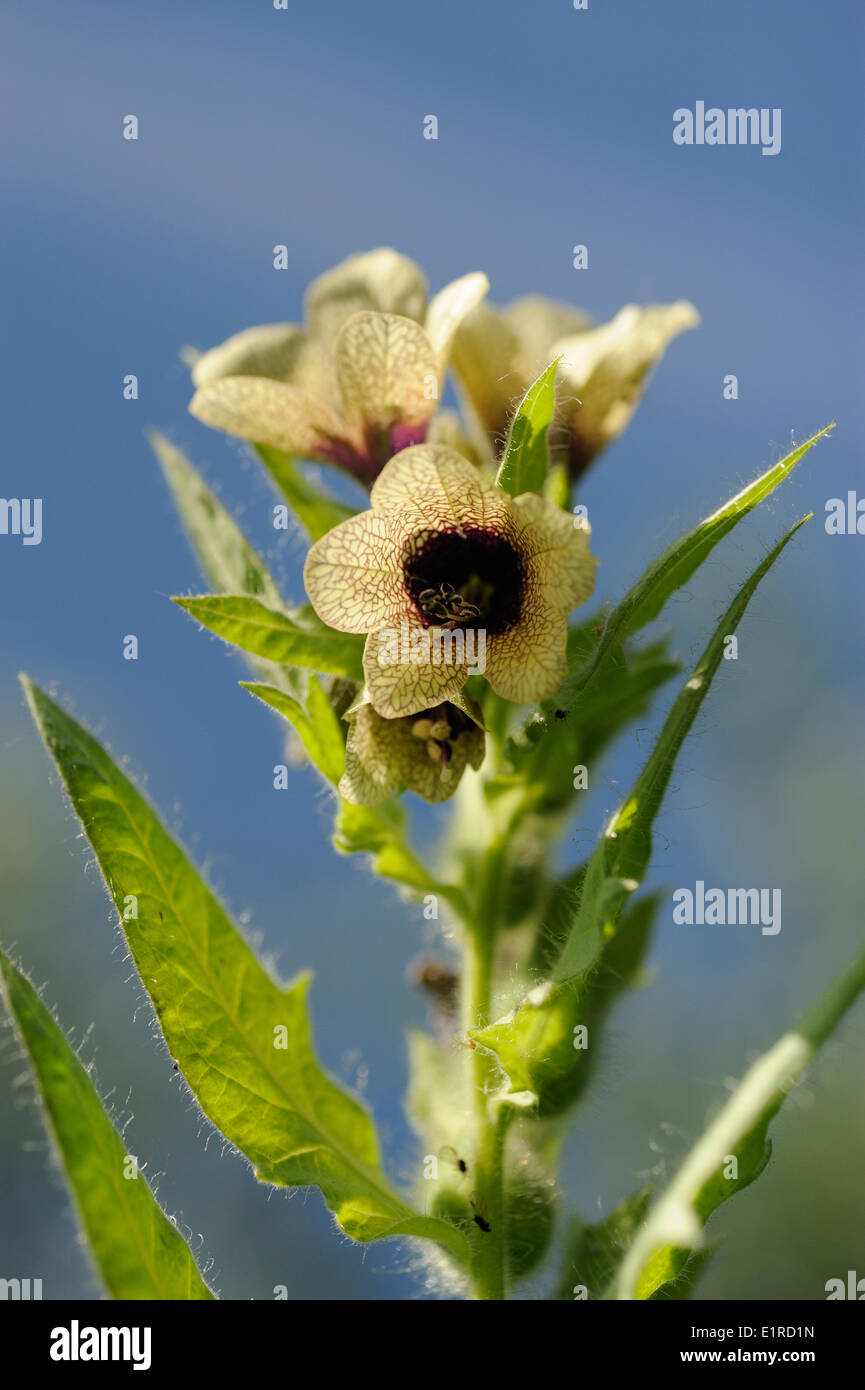 Black Henbane flowering along the side of the road Stock Photo - Alamy