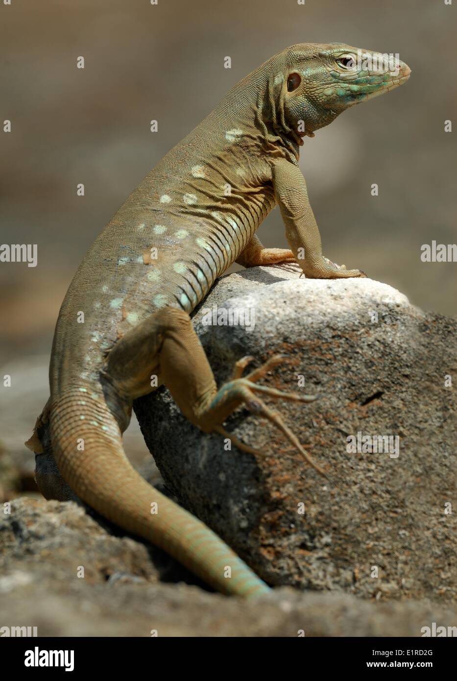 Blue Whiptail Lizard in close-up Stock Photo - Alamy