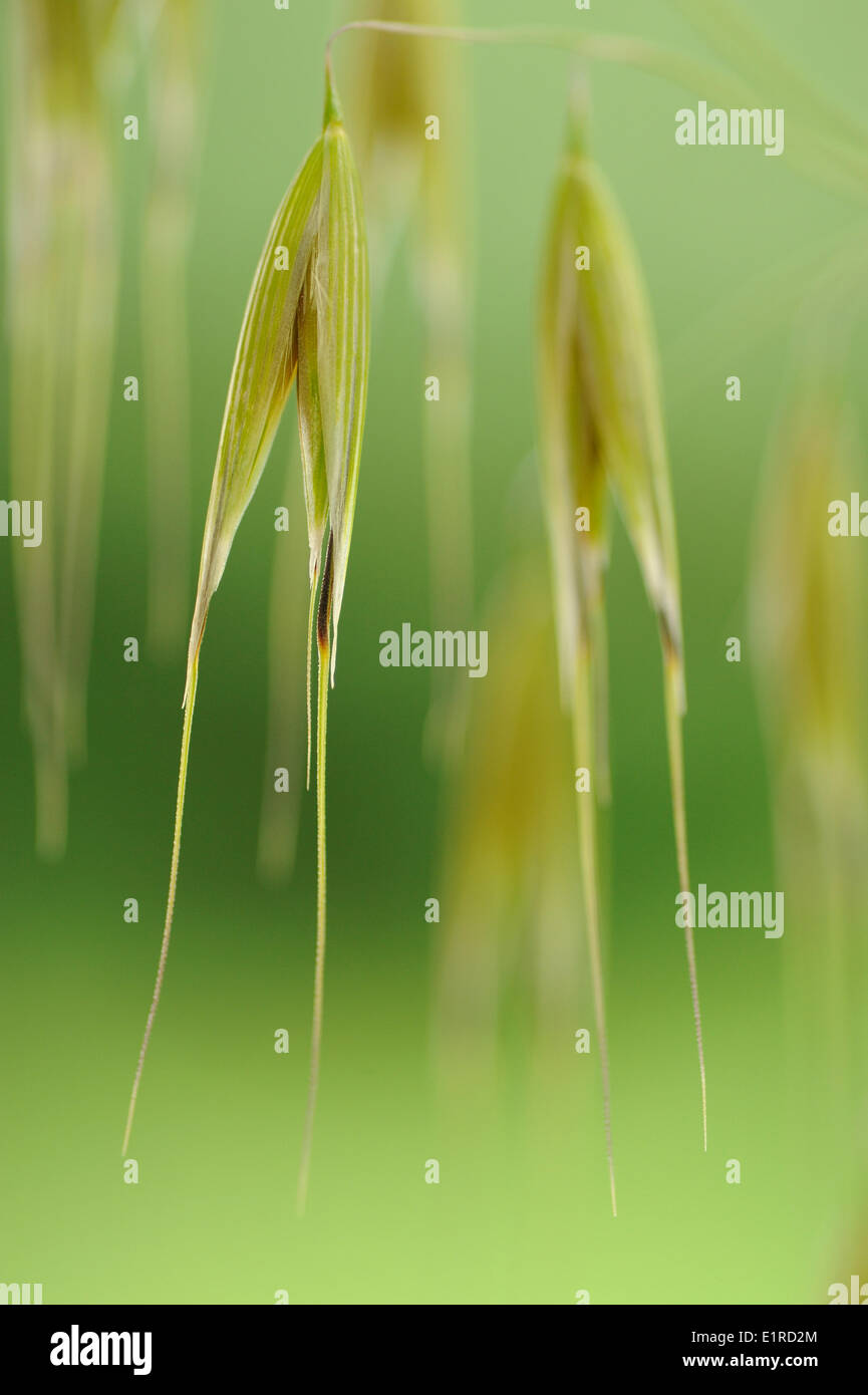 Close up wild oat avena hi-res stock photography and images - Alamy