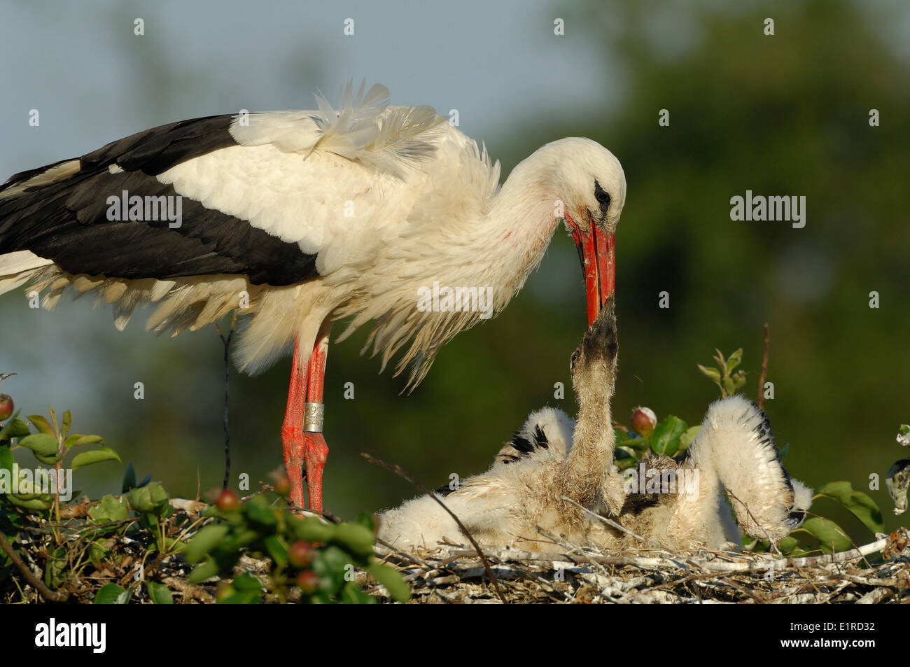 White Stork with chicks on nest Stock Photo - Alamy