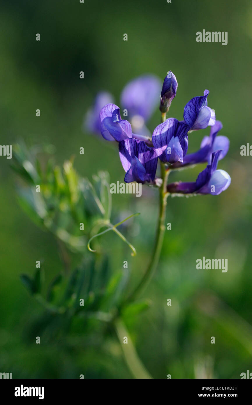 Alpine sainfoin hi-res stock photography and images - Alamy