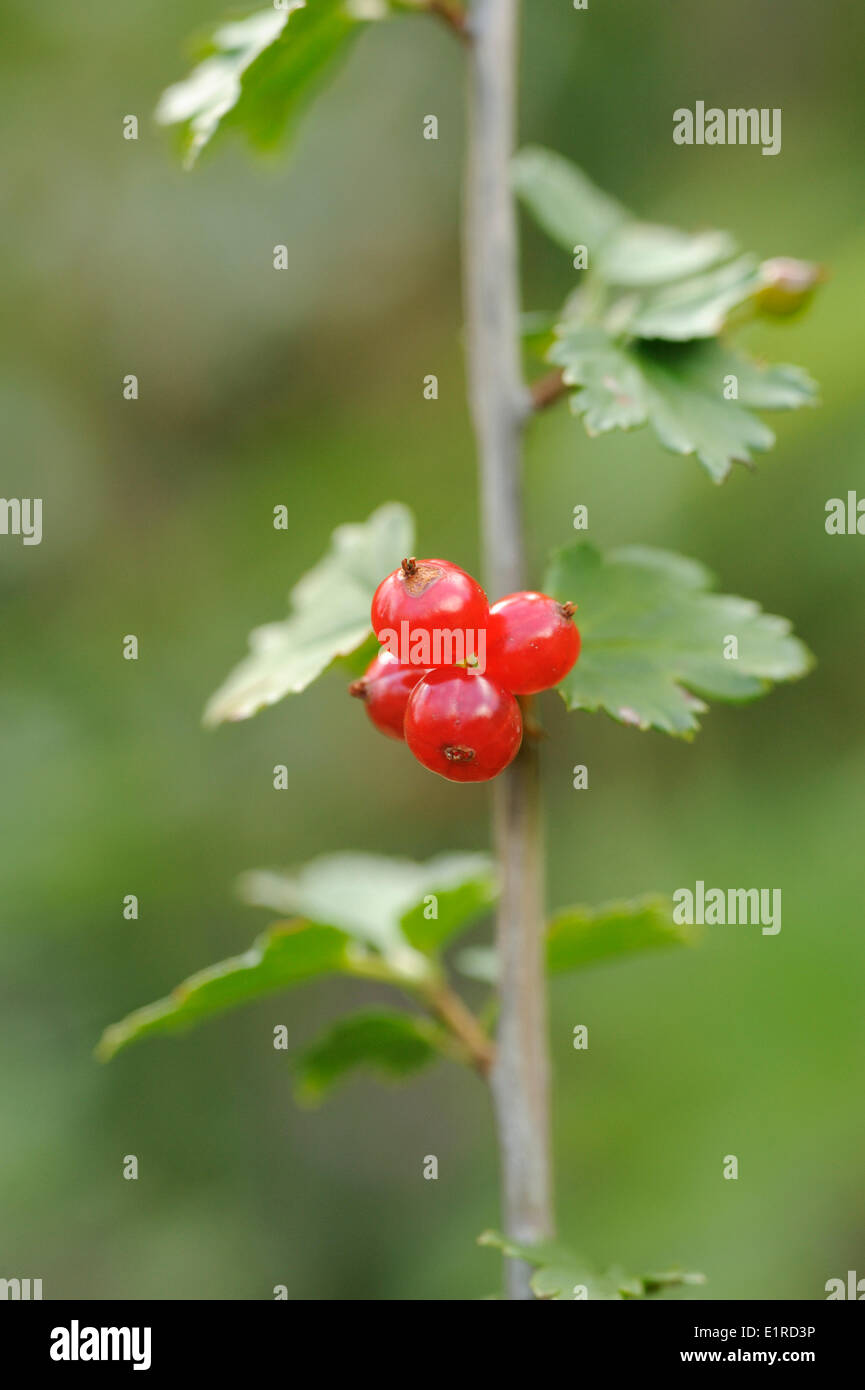 Alps currant hi-res stock photography and images - Alamy
