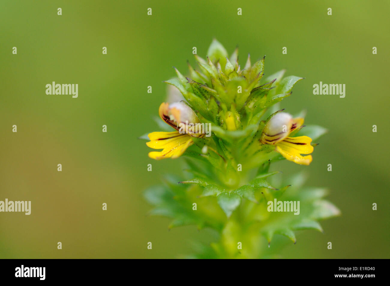 Eyebright Plant Stock Photos & Eyebright Plant Stock Images - Alamy