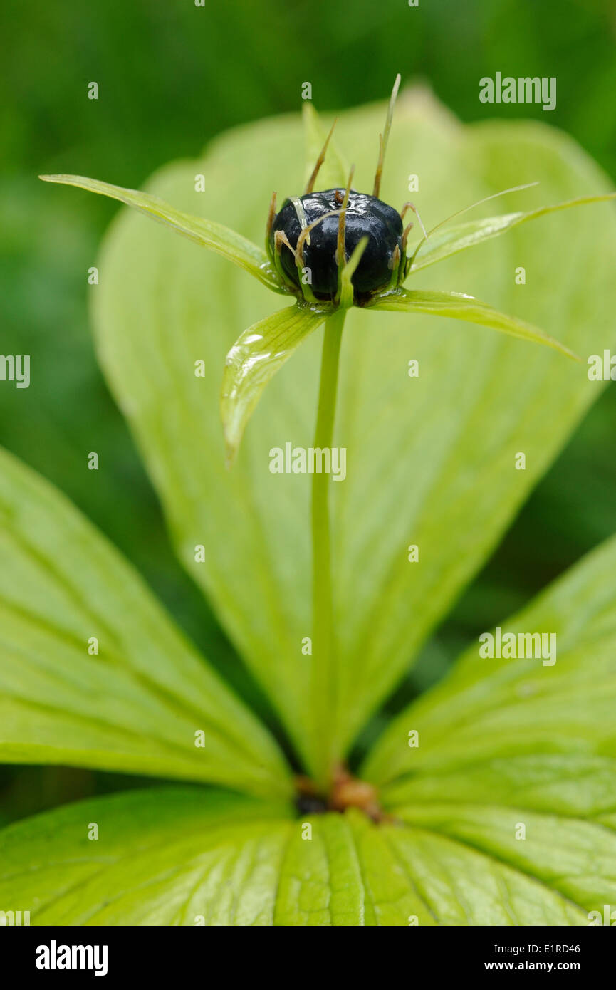 Fruiting plants hi-res stock photography and images - Alamy