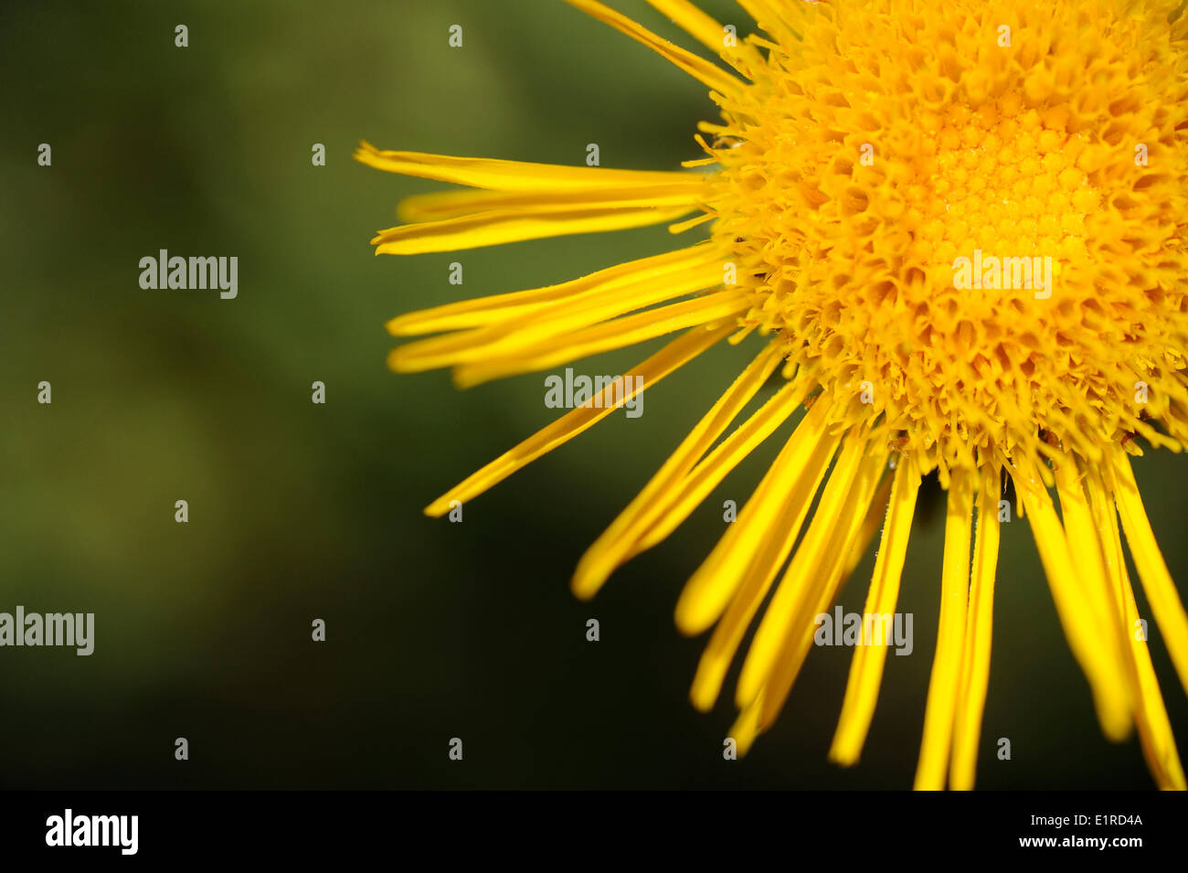 Detailed capture of the flower of Inula montana Stock Photo - Alamy