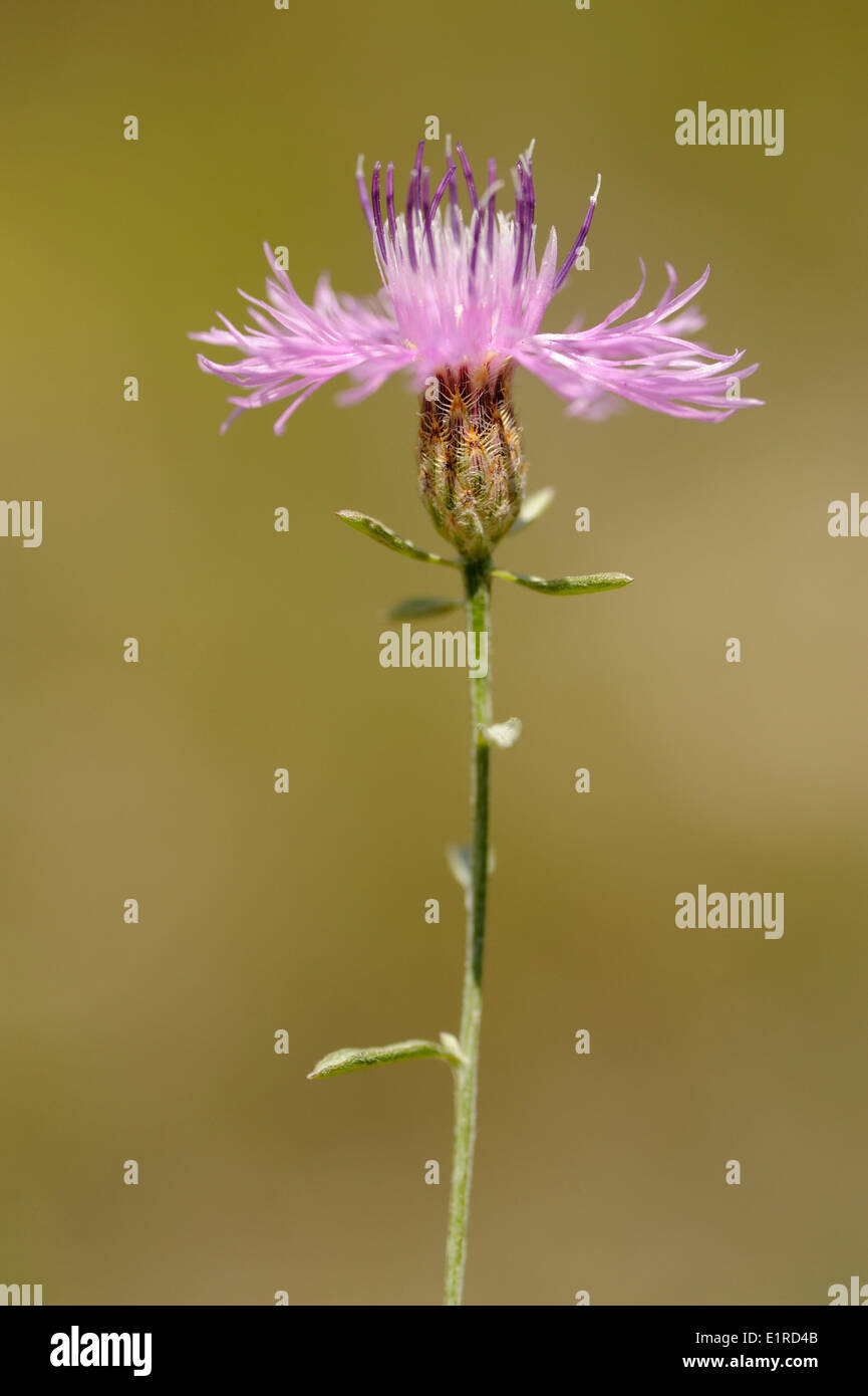 Spotted knapweed hi-res stock photography and images - Alamy