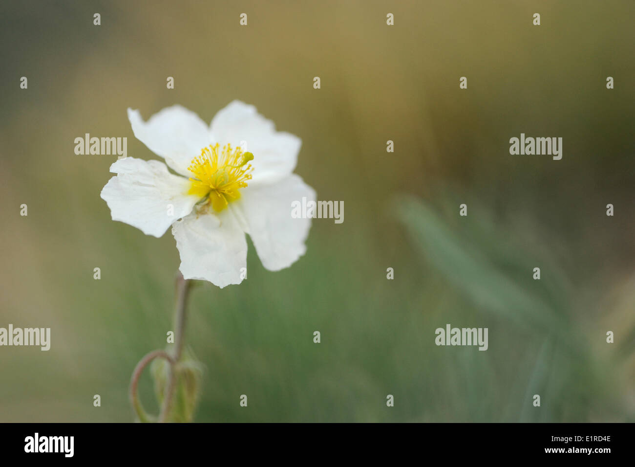 Helianthemum [white rock rose] hi-res stock photography and images - Alamy