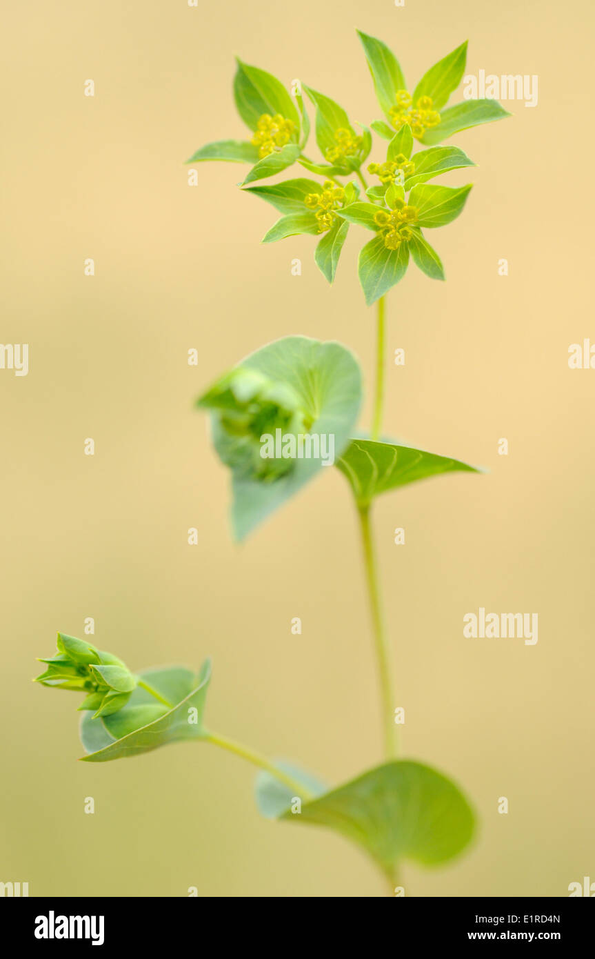 Round leaf thorowax bupleurum hi-res stock photography and images - Alamy