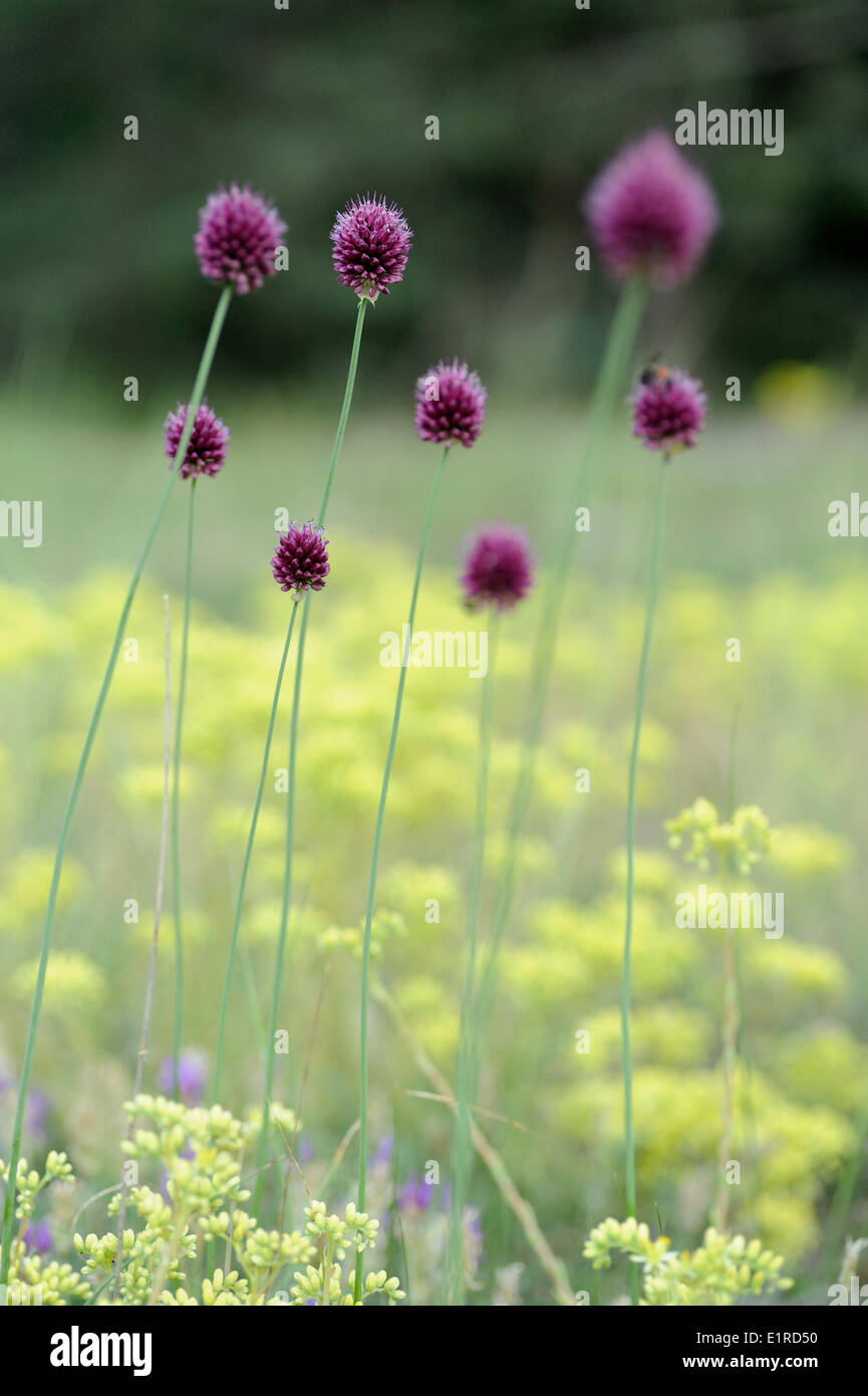 Flowering Round-headed Leek Stock Photo - Alamy