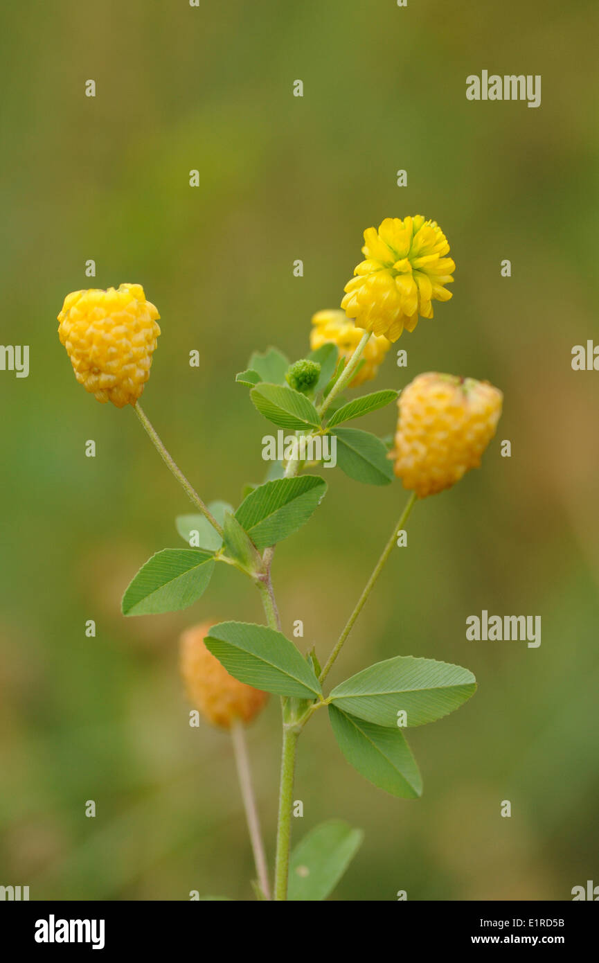 Flowering Large Trefoil Stock Photo - Alamy