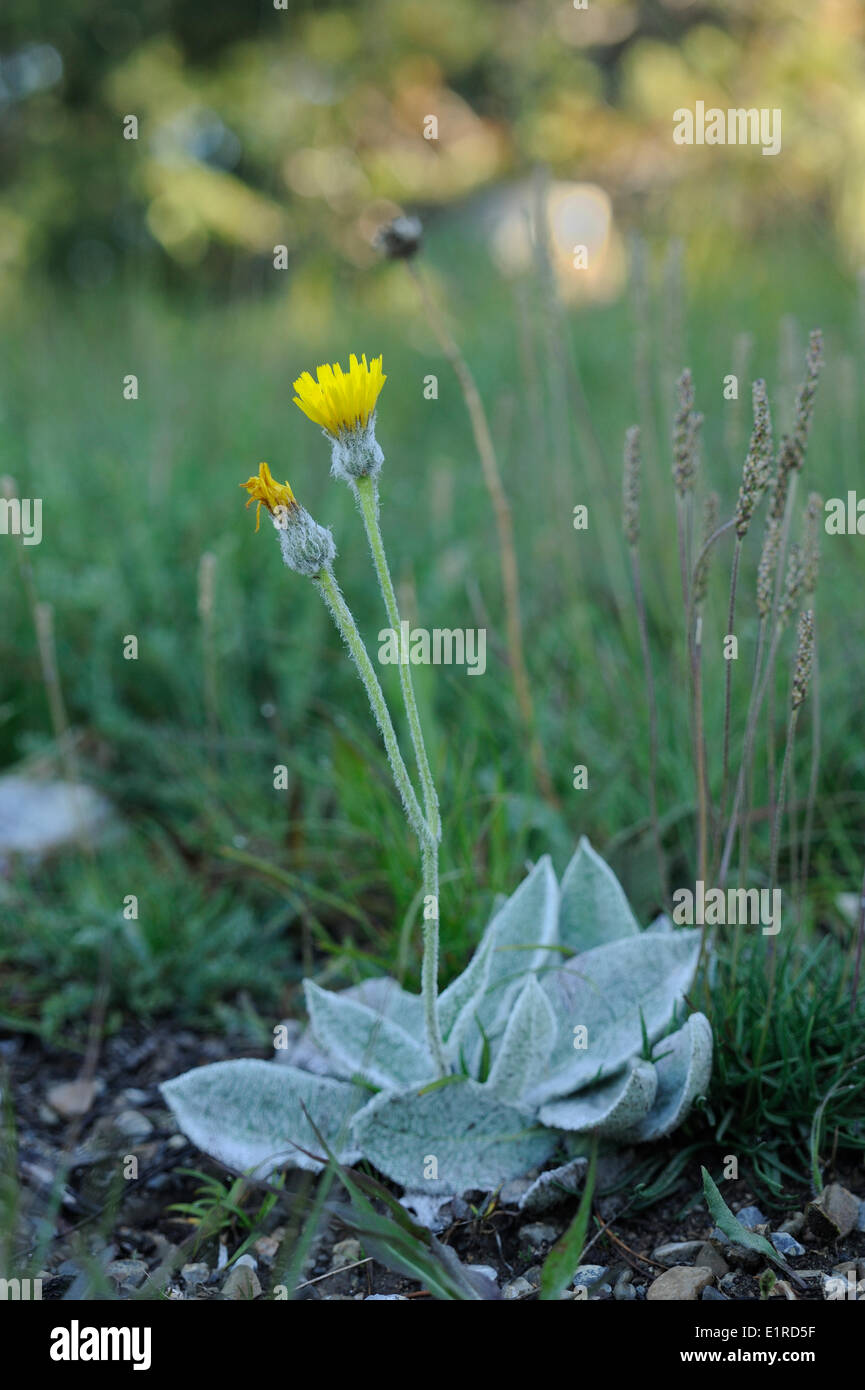 Flowering Hairy Hawkweed with it's wooly grey hairs Stock Photo - Alamy