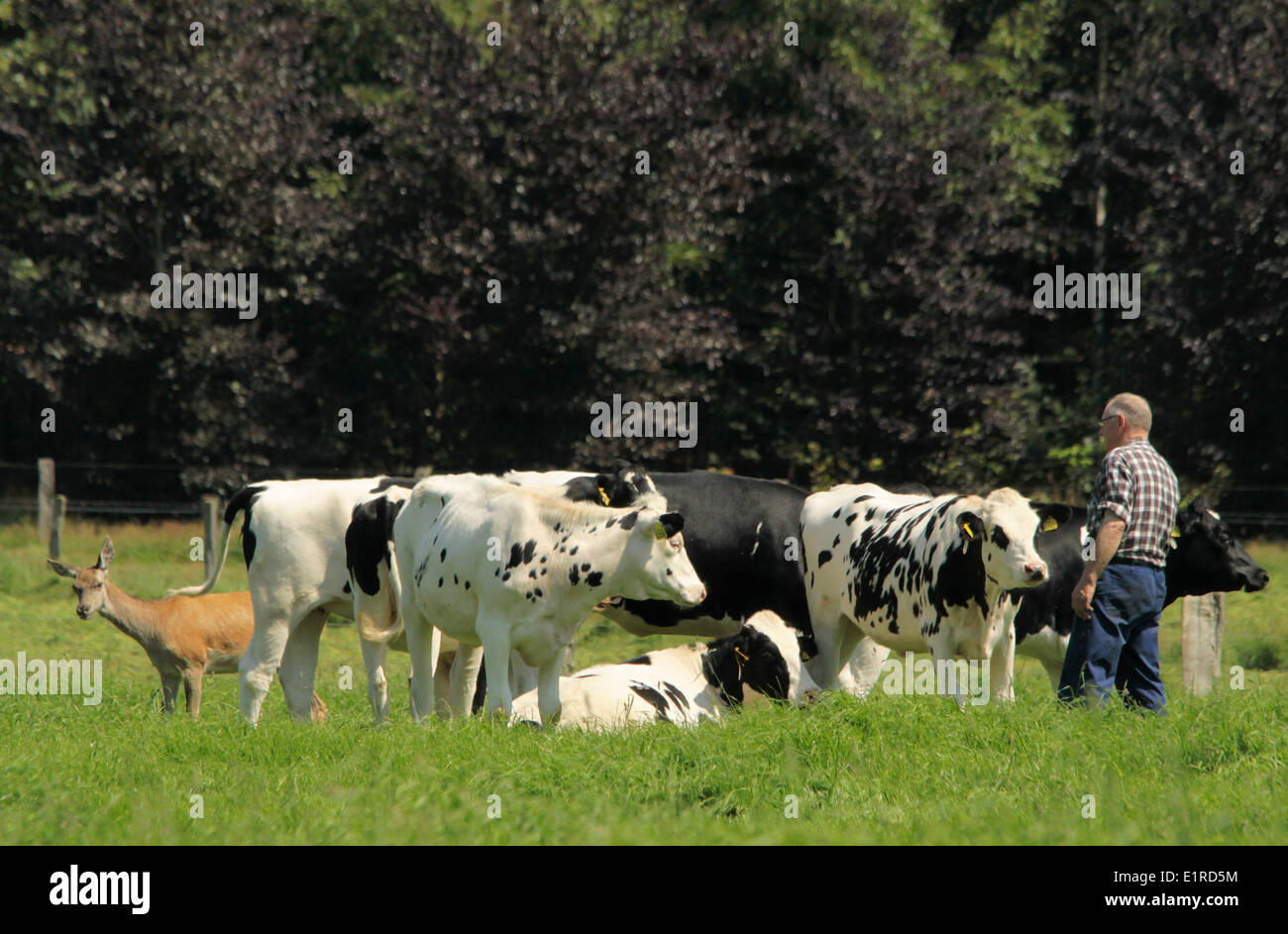 Deer and cows hi-res stock photography and images - Alamy