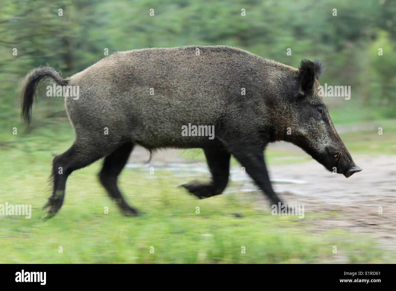 Wild boar (male) running across a forest path Stock Photo - Alamy