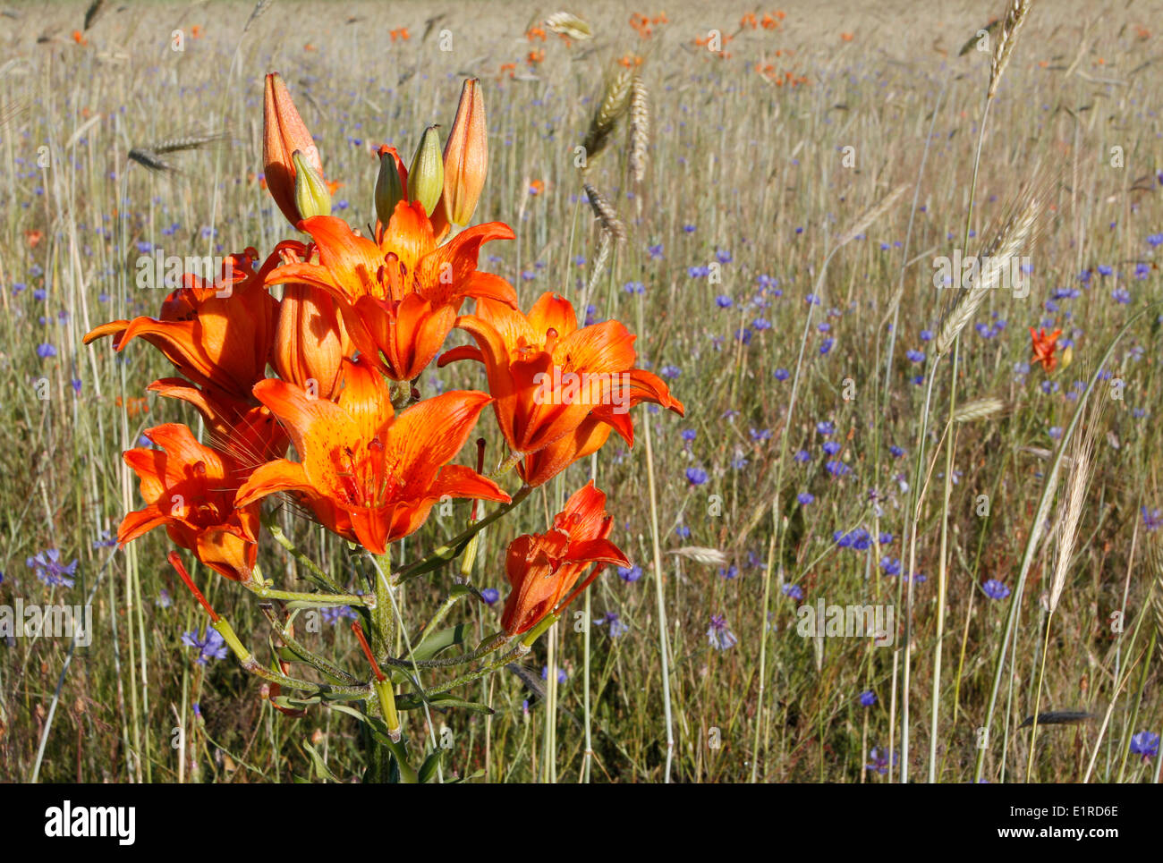Lily partridge hi-res stock photography and images - Alamy