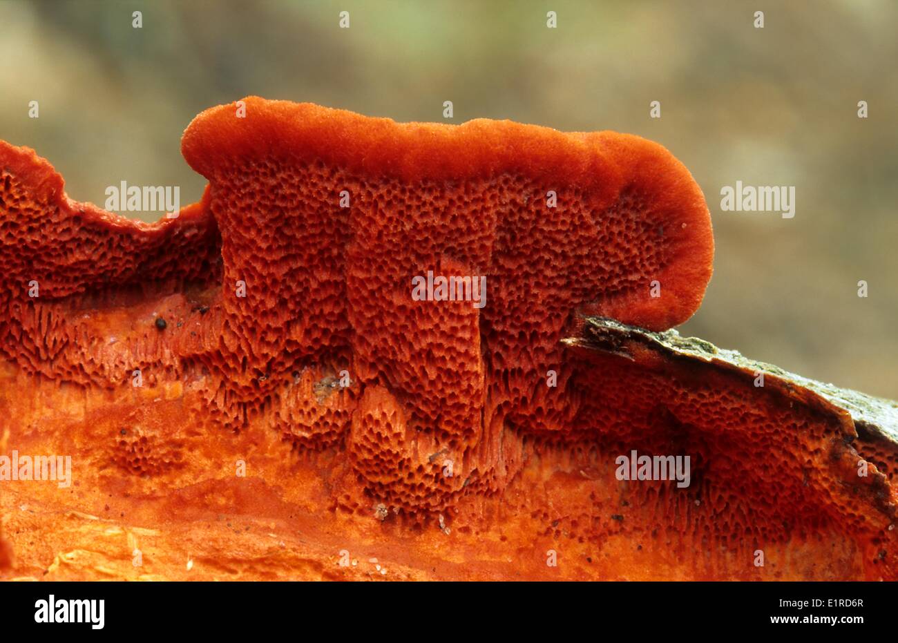 Orange polypore hi-res stock photography and images - Alamy