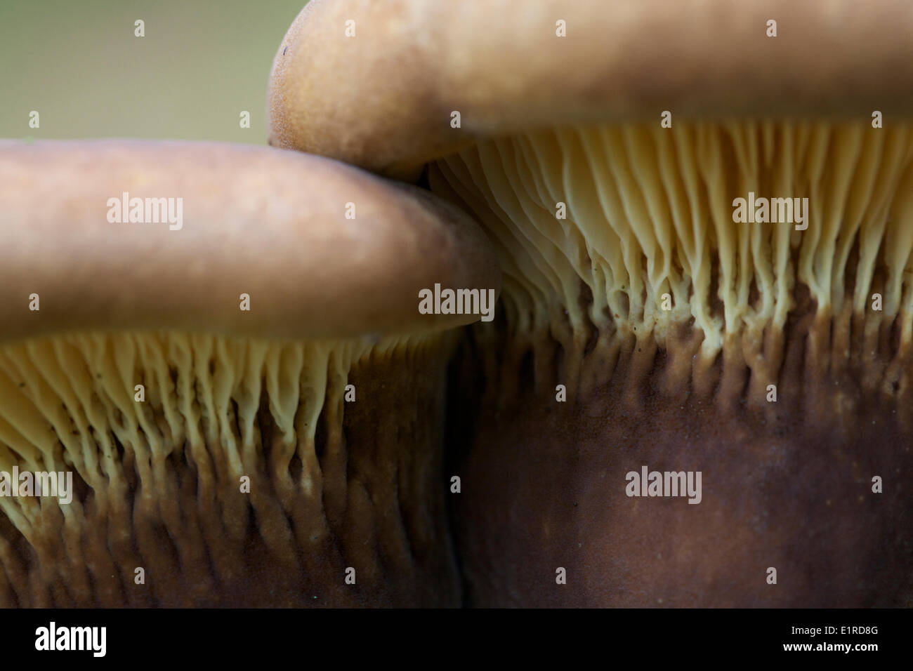 Roll up the rim hi-res stock photography and images - Alamy