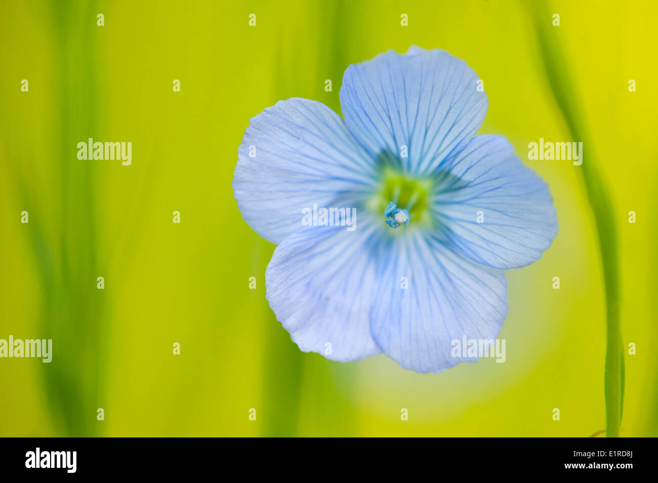 Flax fibres hi-res stock photography and images - Alamy