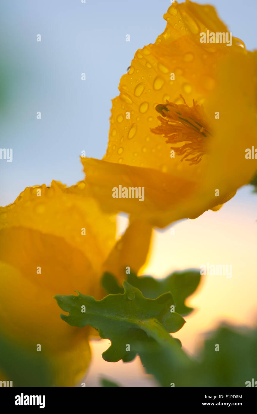 Yellow Horned Poppy Stock Photo - Alamy