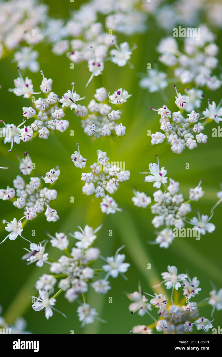 Hemlock water-dropwort in close-up Stock Photo - Alamy
