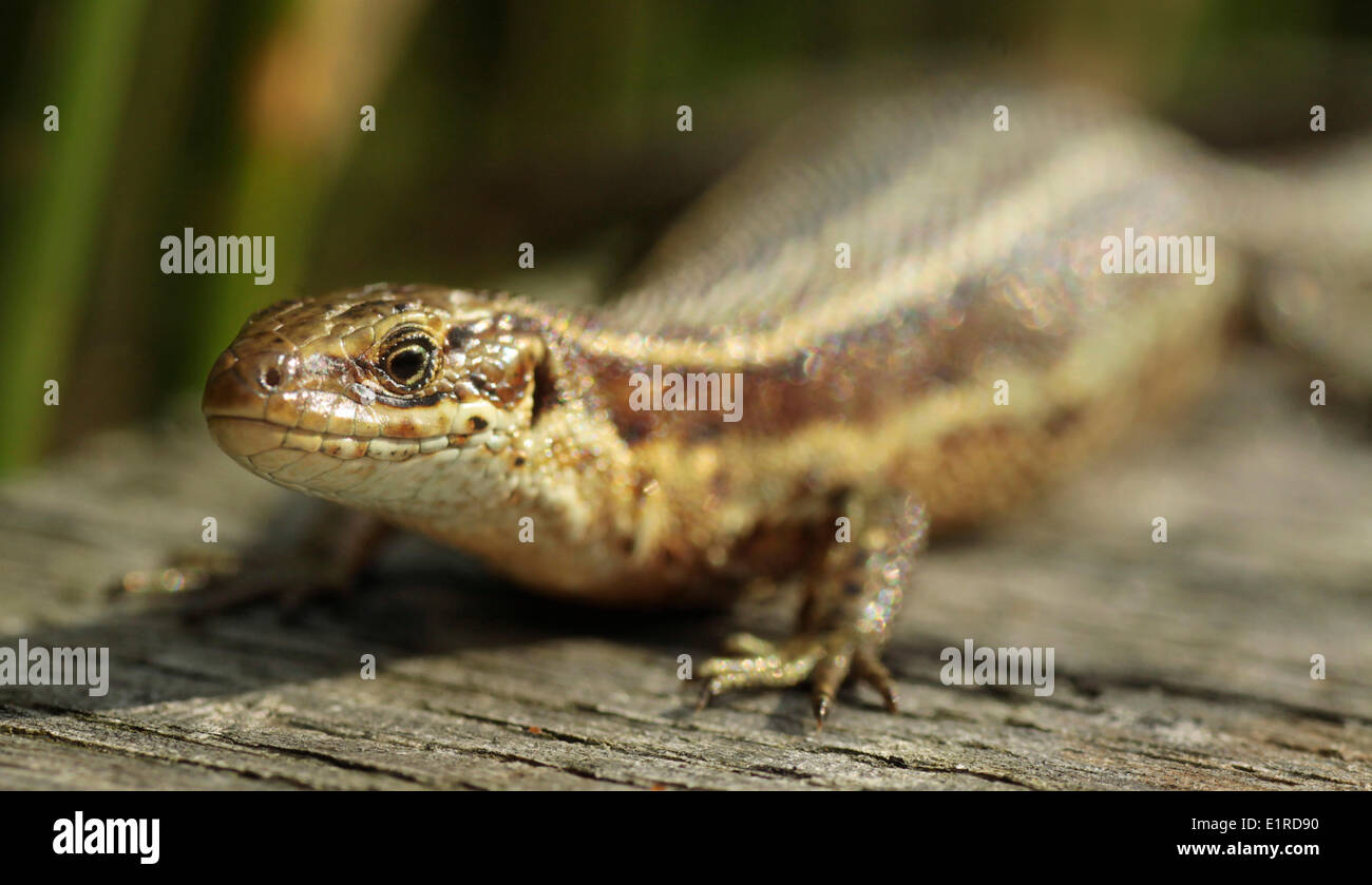 Viviparous lizard adult hi-res stock photography and images - Alamy