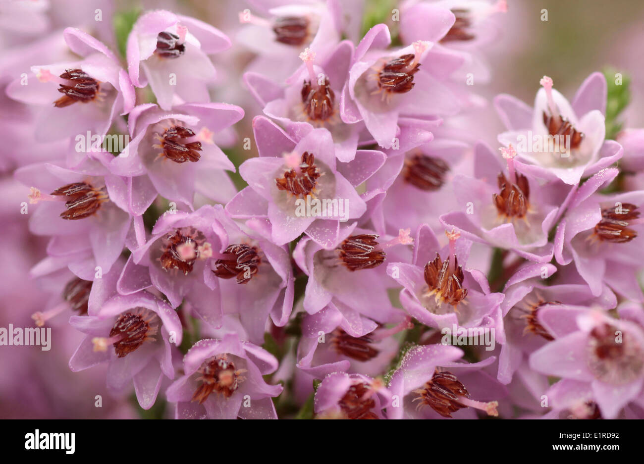 Heather food plant hi-res stock photography and images - Alamy