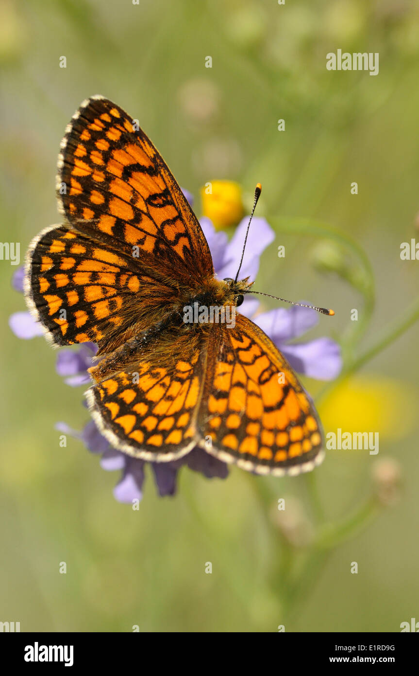 Heath Fritillary male, top view Stock Photo - Alamy
