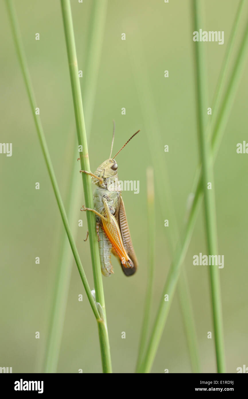 Scalaris High Resolution Stock Photography and Images - Alamy