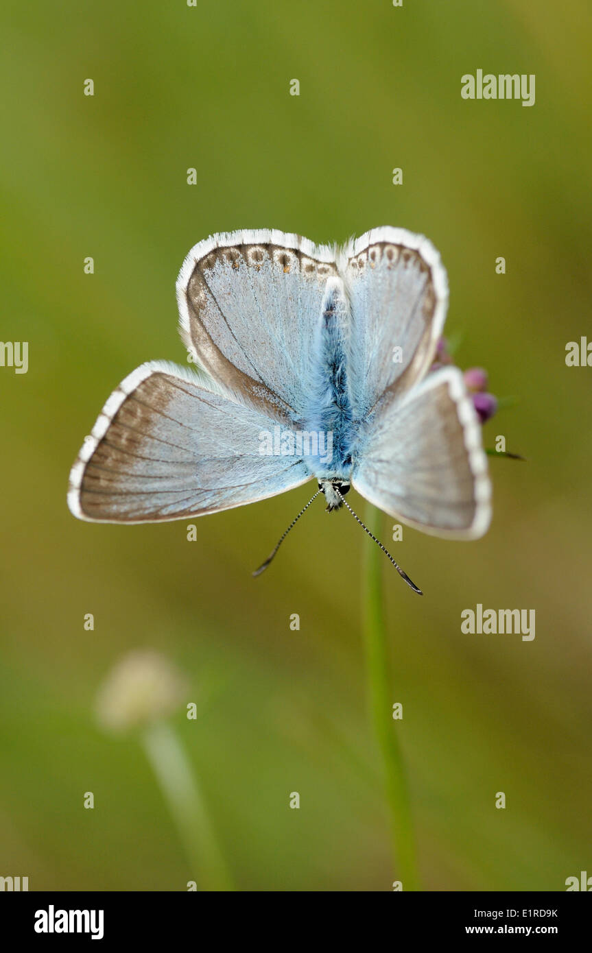 Chalk hill hi-res stock photography and images - Alamy