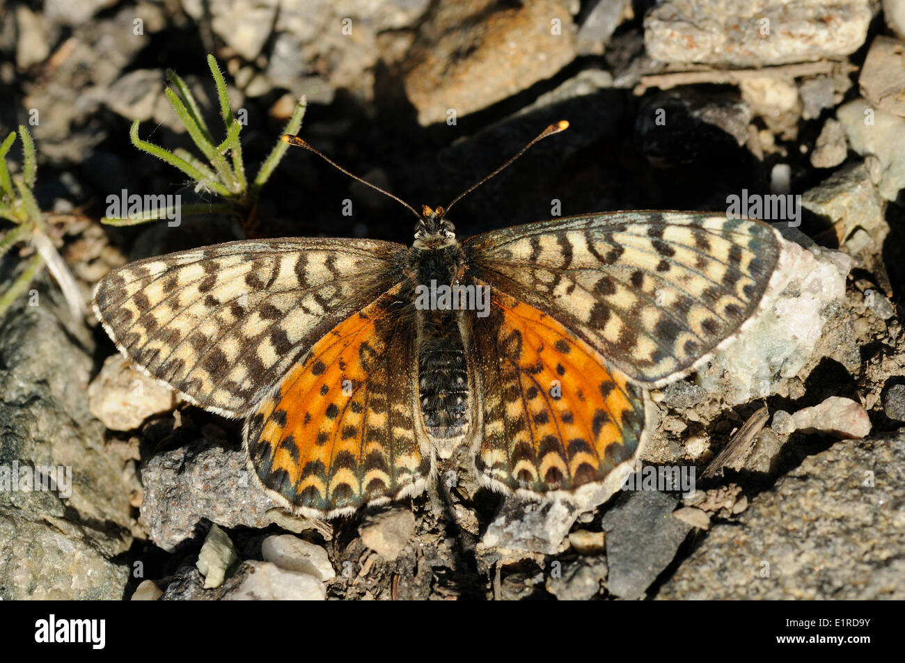 The spotted fritillary hi-res stock photography and images - Alamy