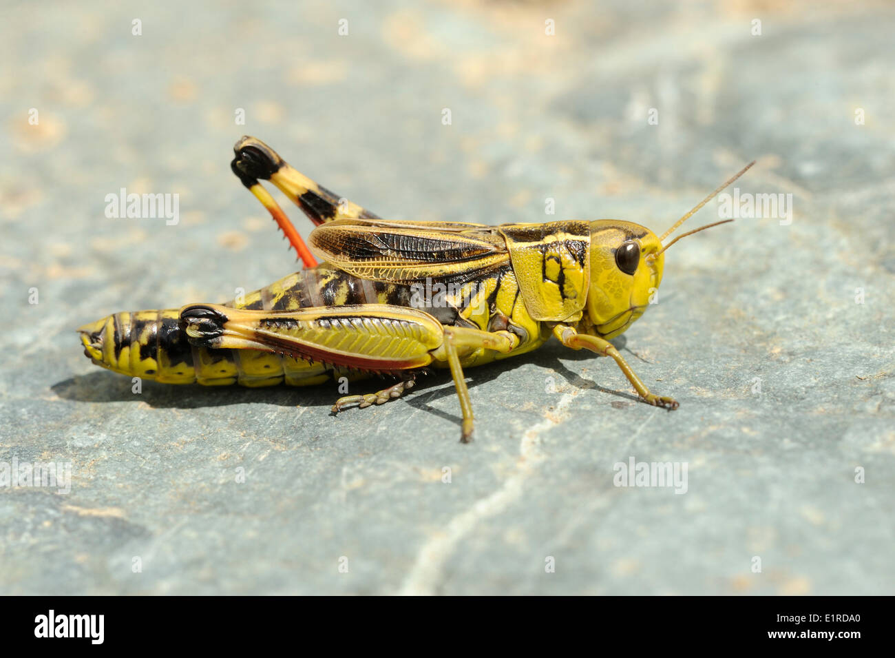 Short wings hi-res stock photography and images - Alamy